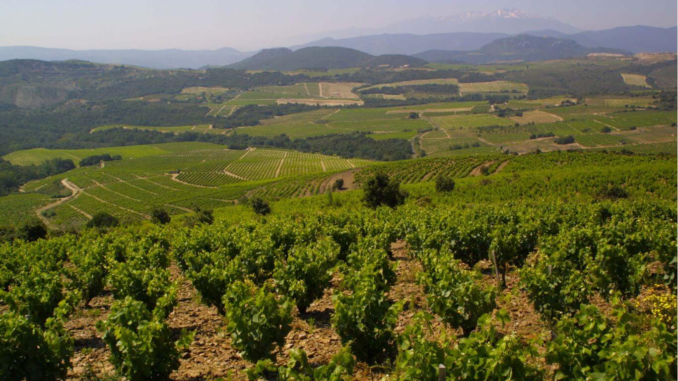 Tout savoir sur l’AOC Maury | La Cave Éclairée
