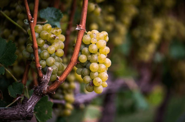 All about the Sémillon grape variety | La Cave Éclairée